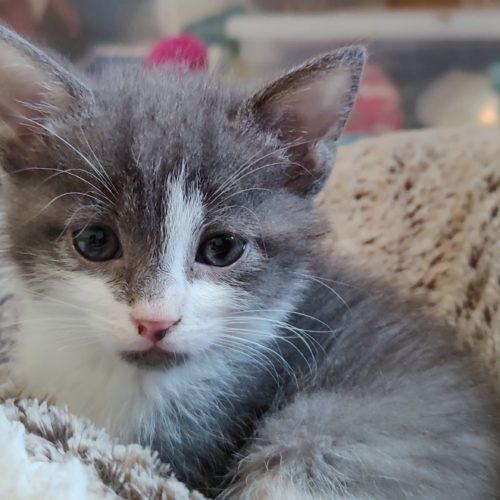 Garrett – LIFE House for Animals