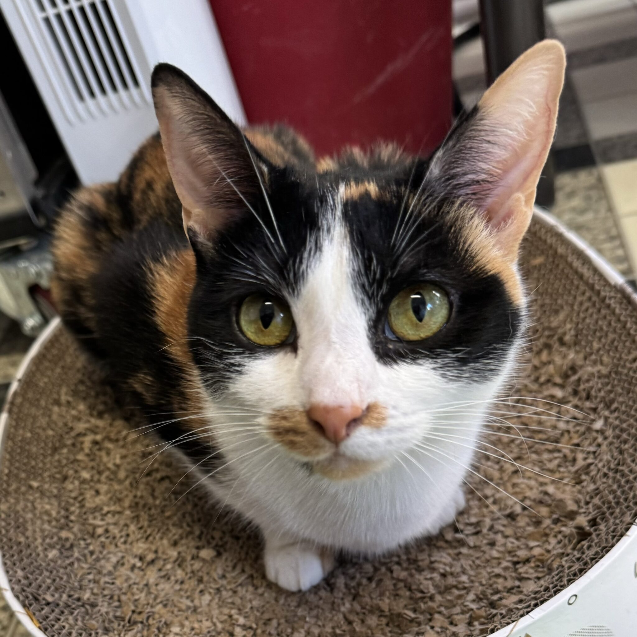 Available Cats – LIFE House for Animals